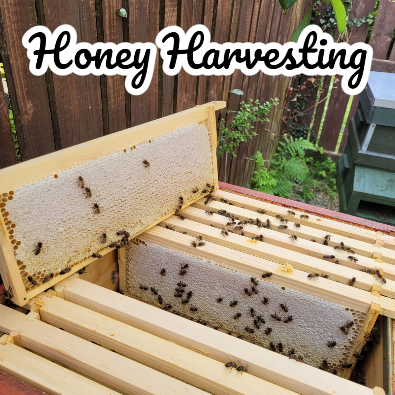 Harvesting – Donagh Bees