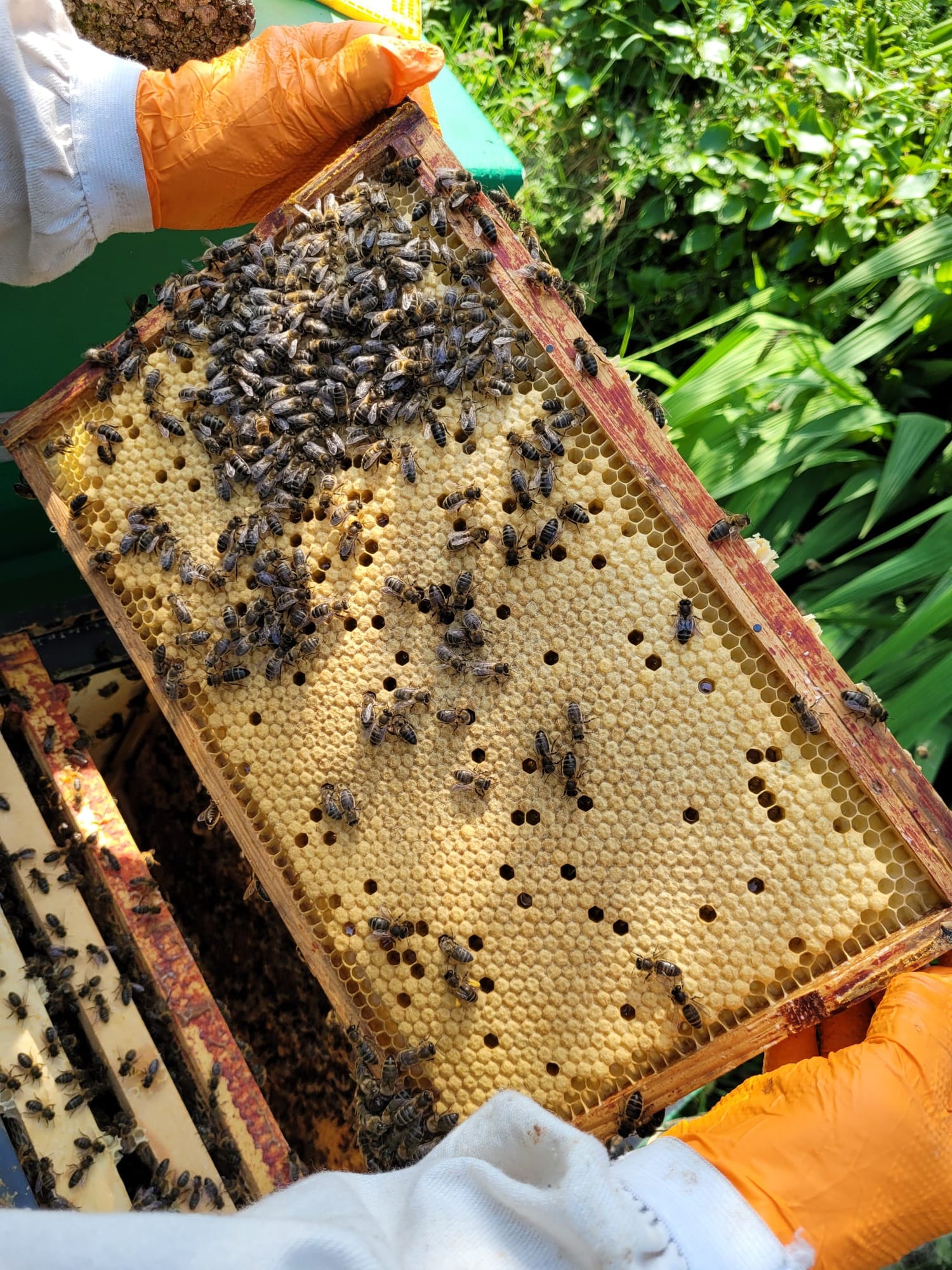 Buzzing into Spring – Donagh Bees